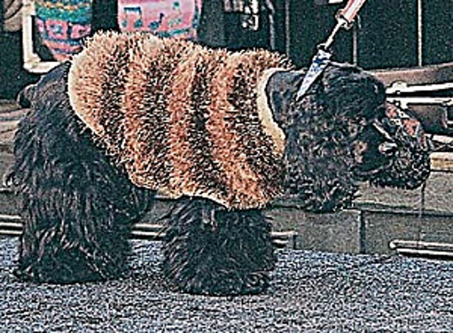 Ravelry: Dog Fur Coat pattern by Lion Brand Yarn