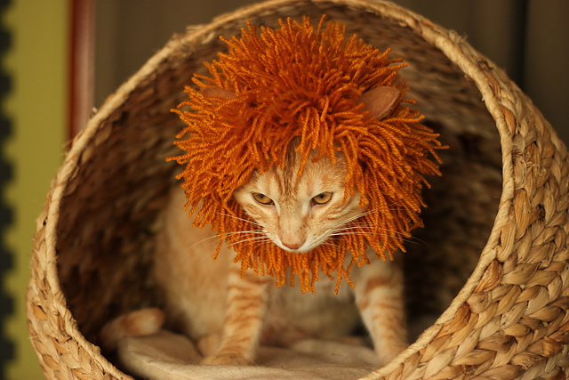 Ravelry: Cat's Mane pattern by Mer Almagro