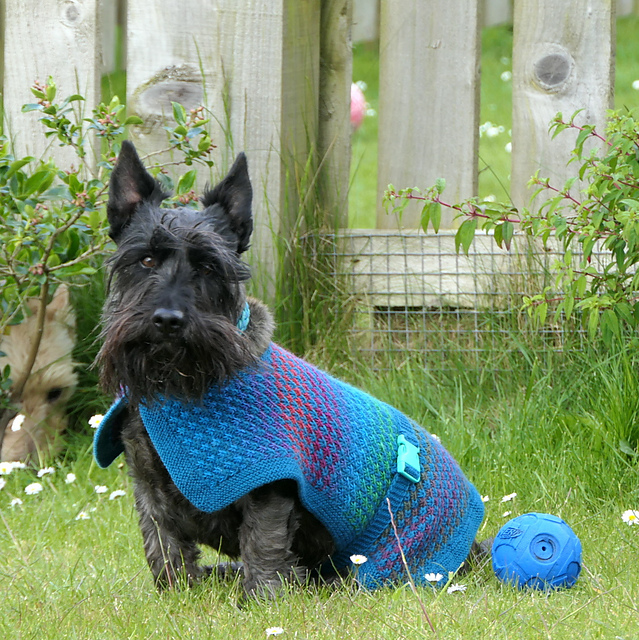 Ravelry: (S)he's a Star pattern by Elizabeth Lovick