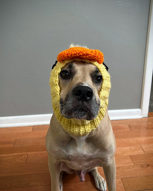 Ravelry: Duck Dog Snood pattern by Rachel Wisneski
