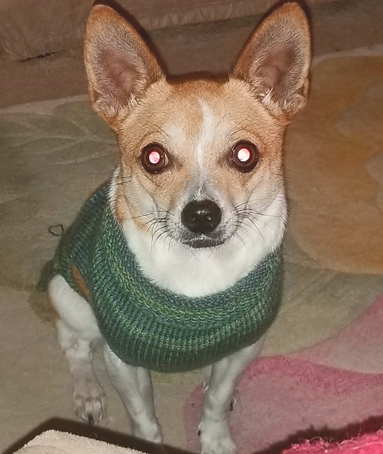 Ravelry: CSM Sweater for Small Male Dog pattern by Vickie Lachney