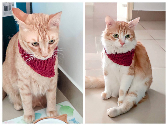 Ravelry: Cat's Cravate pattern by Viva